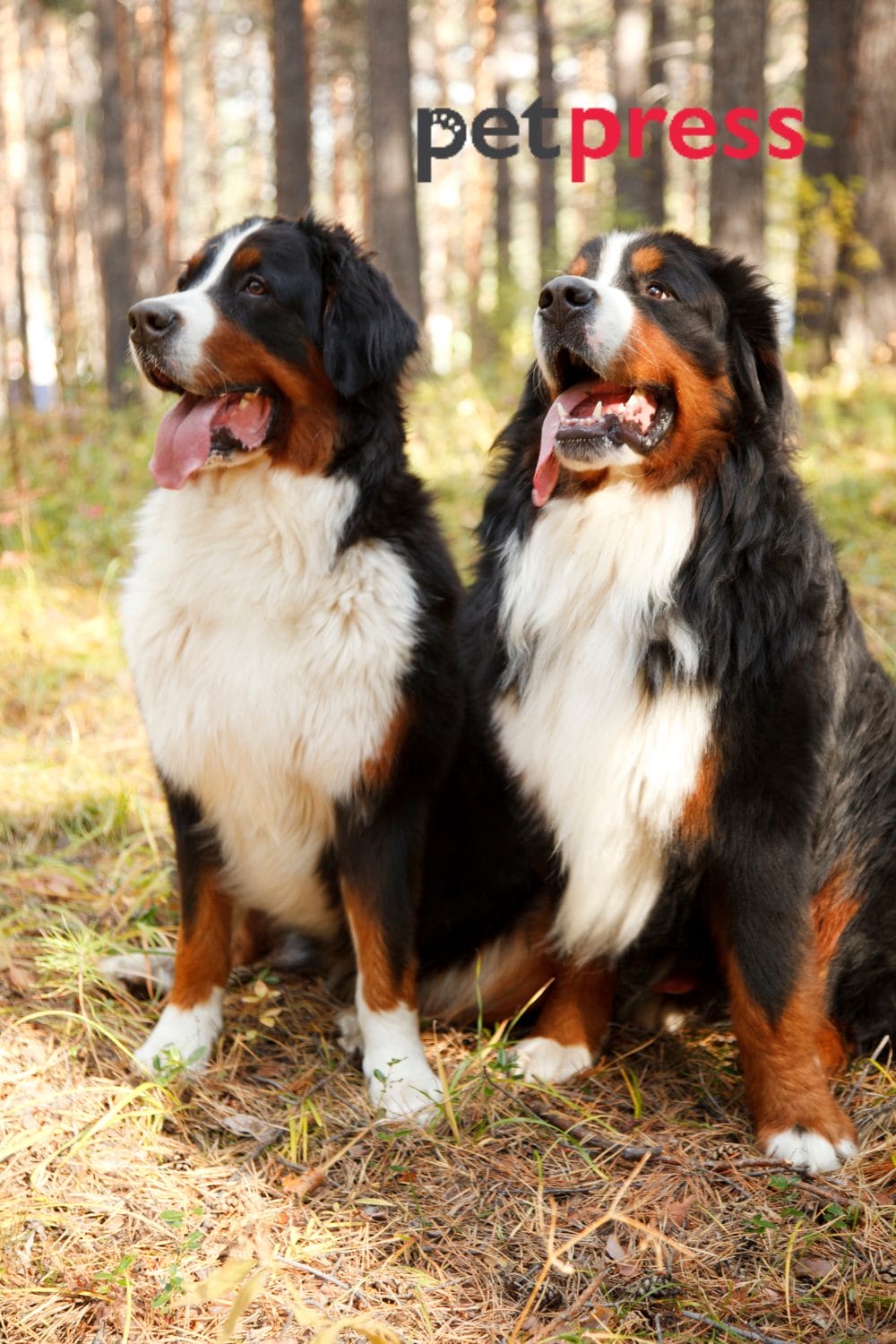 The Essential Guide to Bernese Mountain Dog Exercise - PetPress