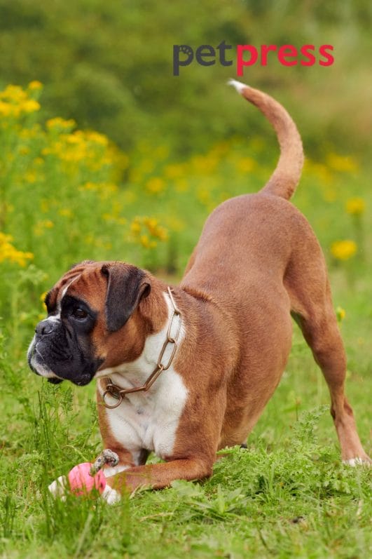 Boxer Dog Exercise: The Ultimate Guide to a Healthy Canine