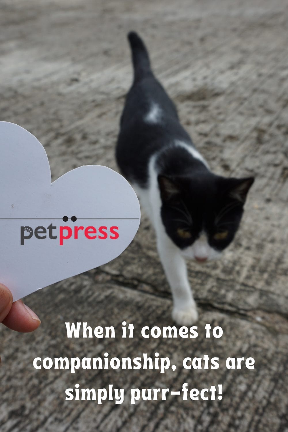 150 Captivating Captions For Cat Lovers That Express Affection