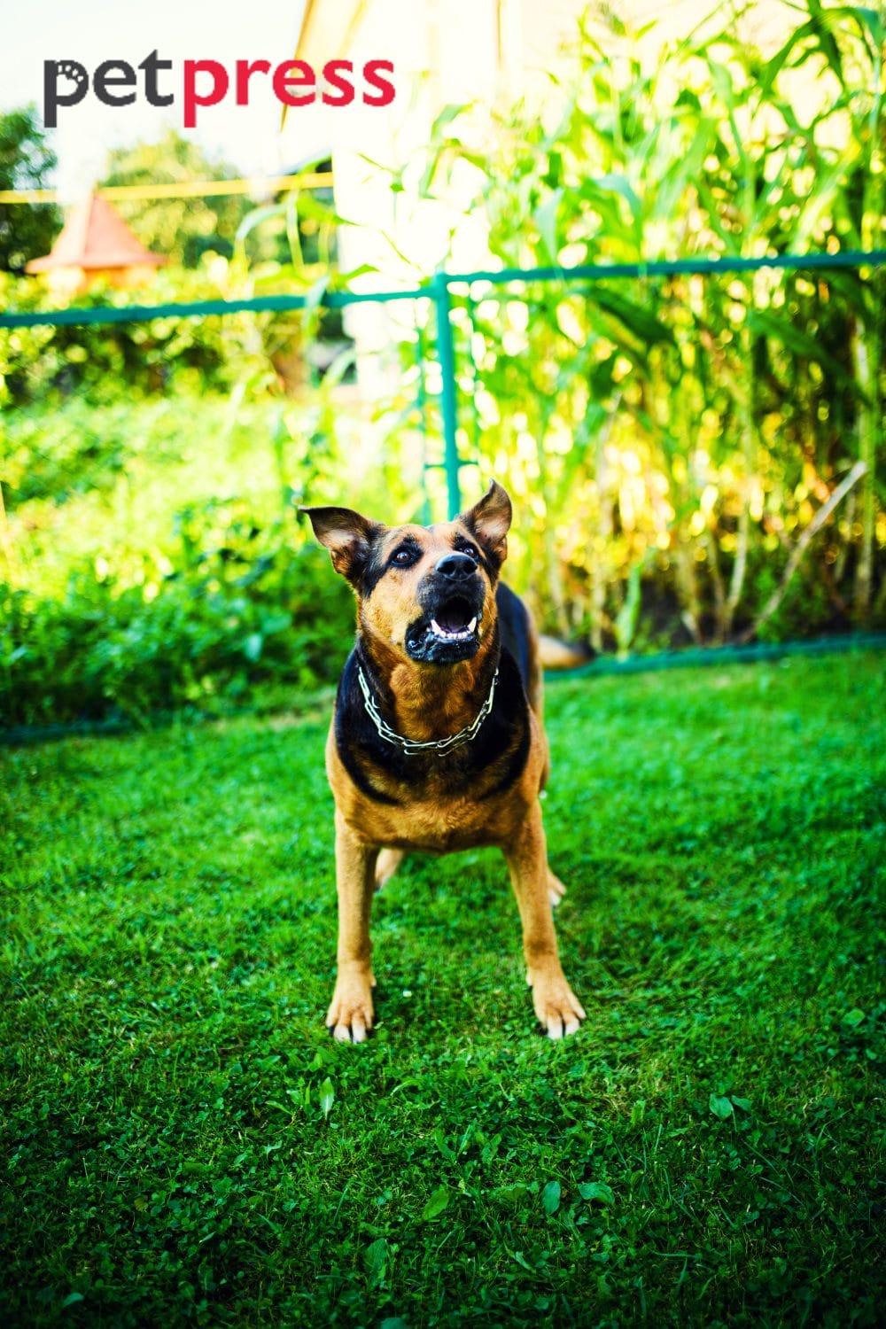 Best Strategy to Deal With Dominance Aggression in Dogs