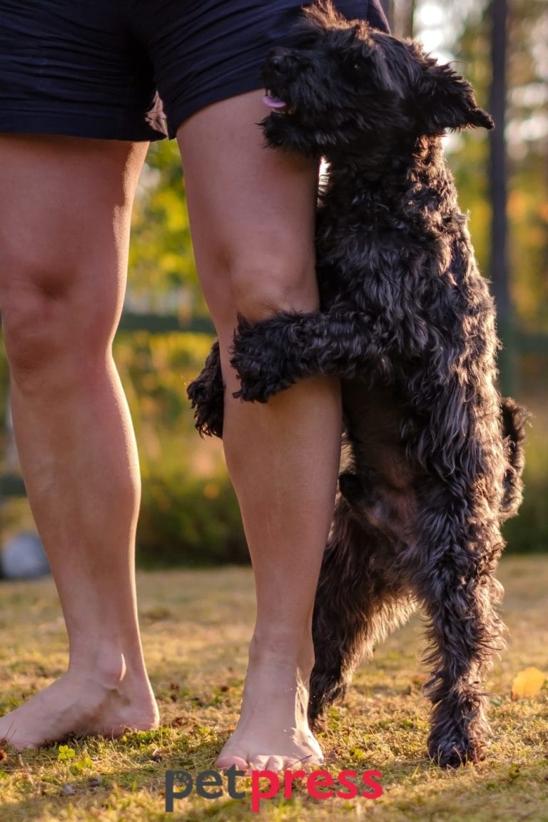 Dog Behavior Mounting: What You Must Know? - PetPress