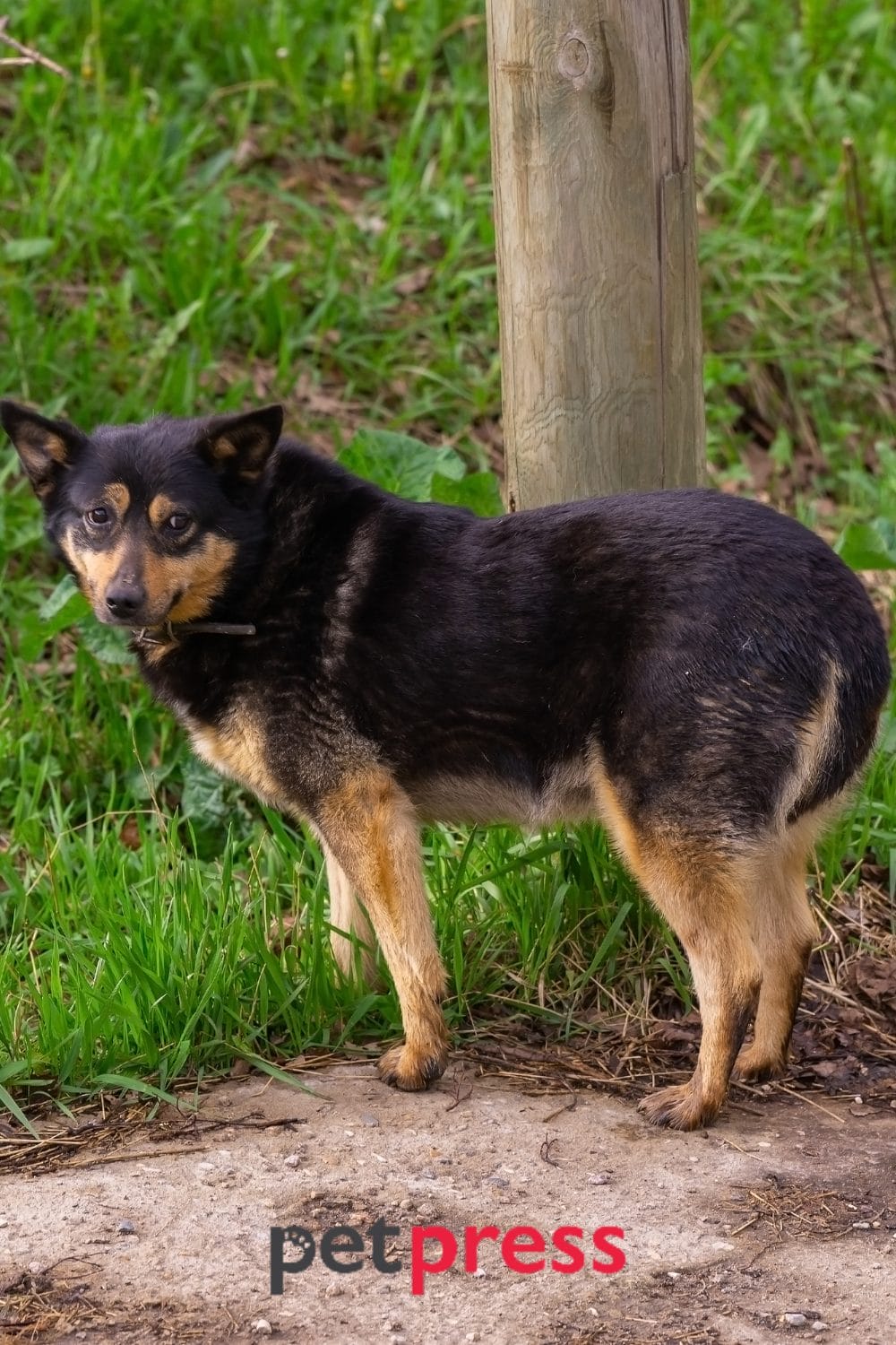 Submissive Dog Behavior: A Guide to Boost Their Confidence