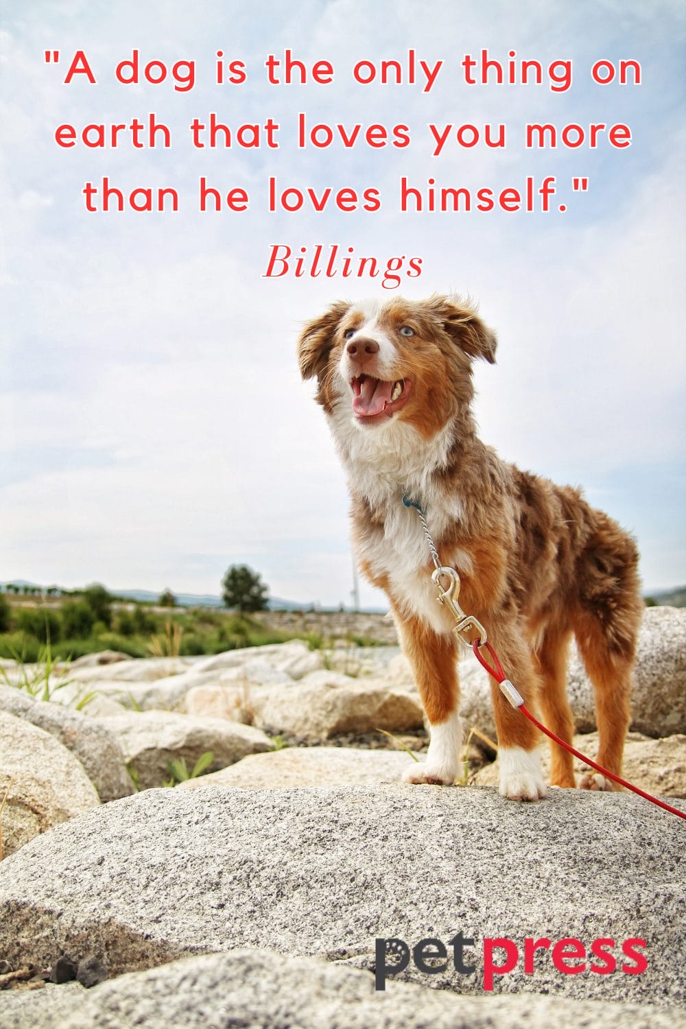 Over 50 Cute Dog Quotes for Facebook - PetPress