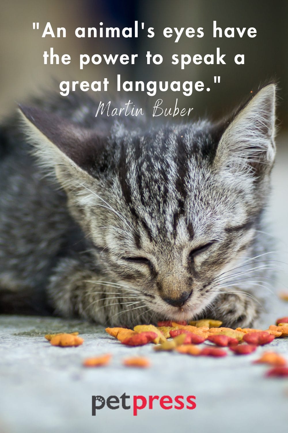 In Their Eyes: Top 50 Quotes on Showing Kindness to Animals