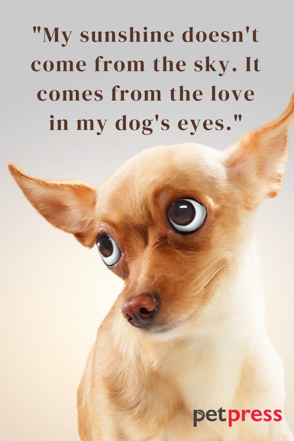 100+ Best Funny Dog Quotes to Brighten Your Day