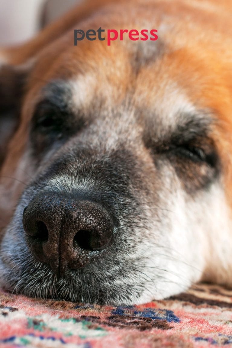 Senior Dog Restless at Night: Tips to Ensure a Peaceful Sleep