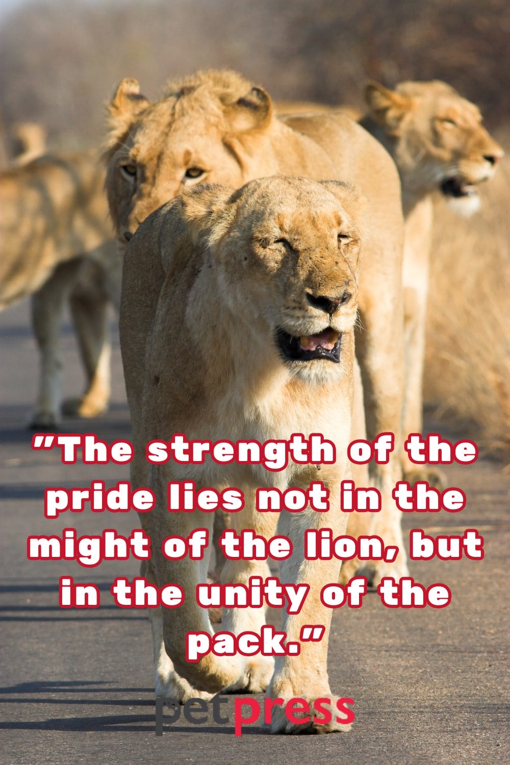 Unleashing Your Inner Strength With Lion Mentality Quotes