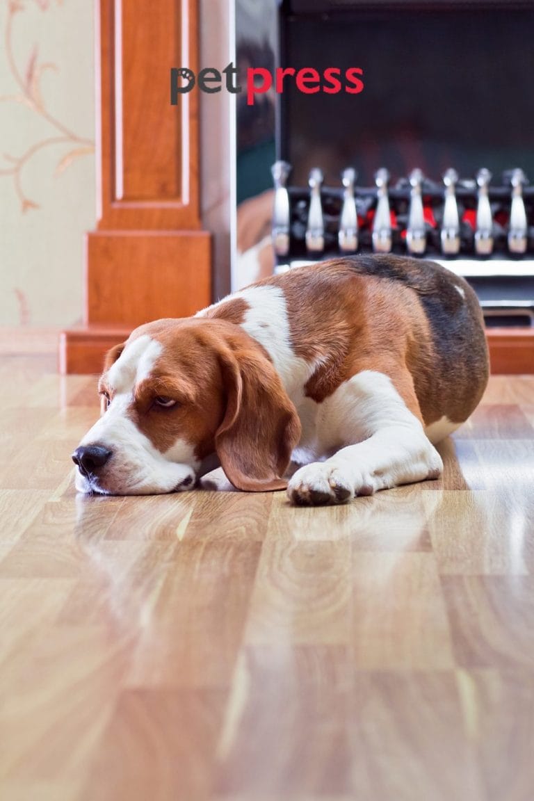 Senior Dog Slipping on Floor: A Guide to Keeping Your Pet Safe
