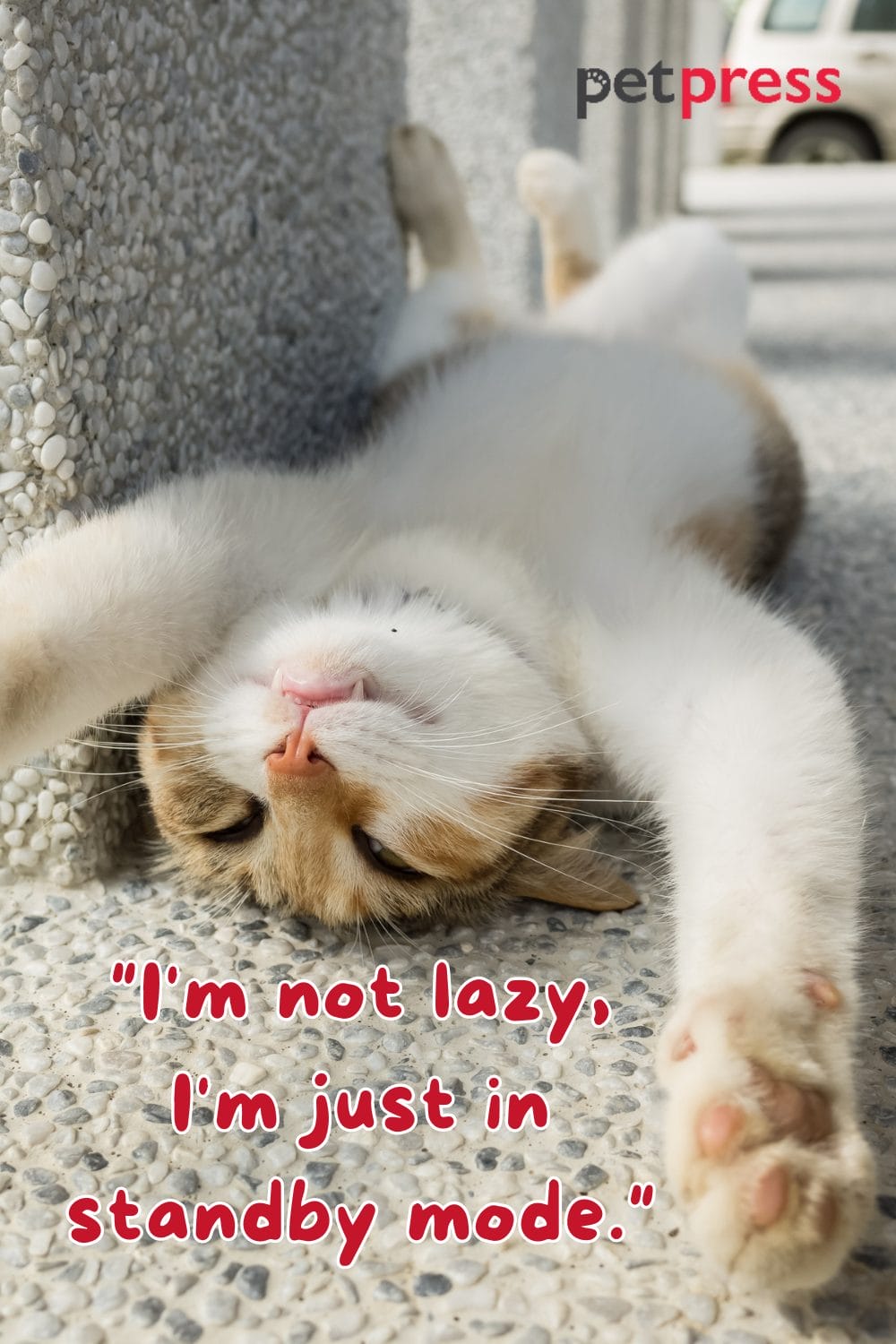 Furry Comedians: 200+ Best Funny Cat Captions for Instagram