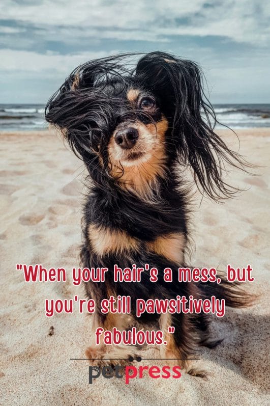 Canine Comedy: Top 150 Funny Dog Captions for Instagram