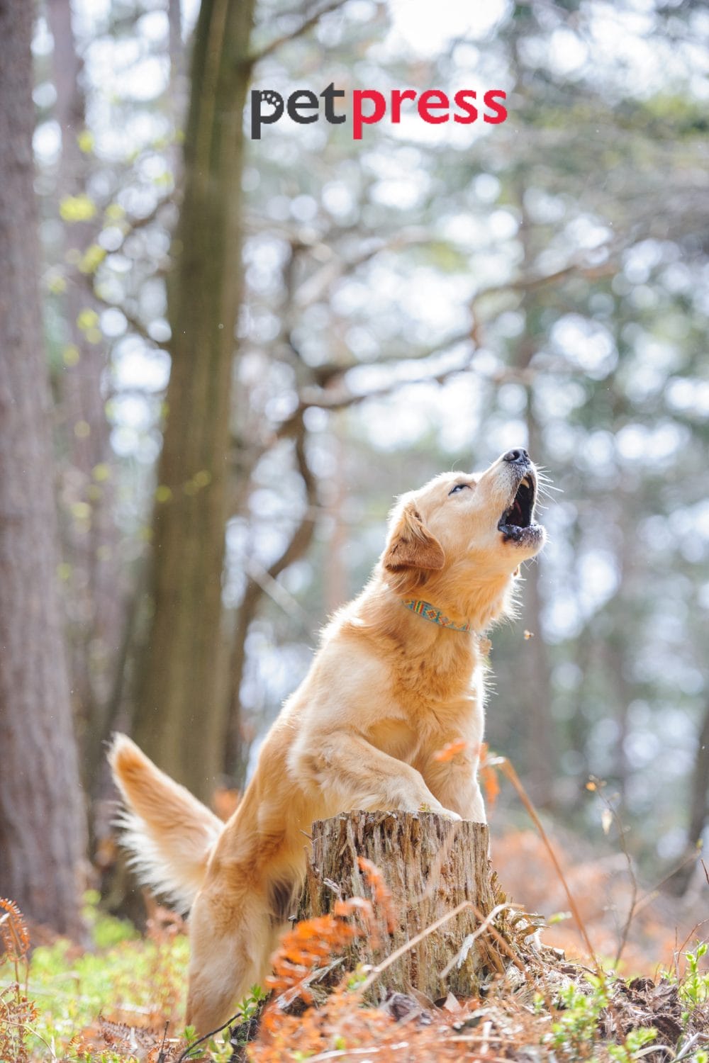 8 Proven Techniques on How to Stop Howling Dogs at Night