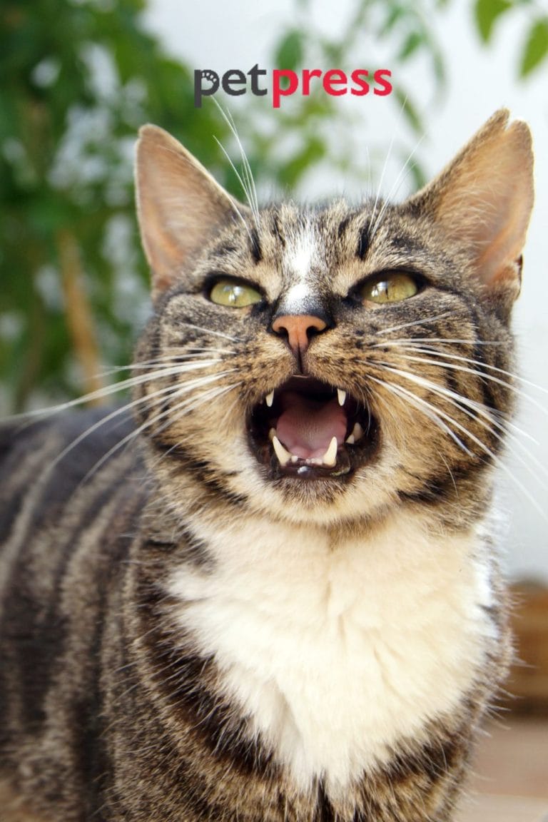 Feline Talk: Discover the Cat Vocal Sounds and their Meaning