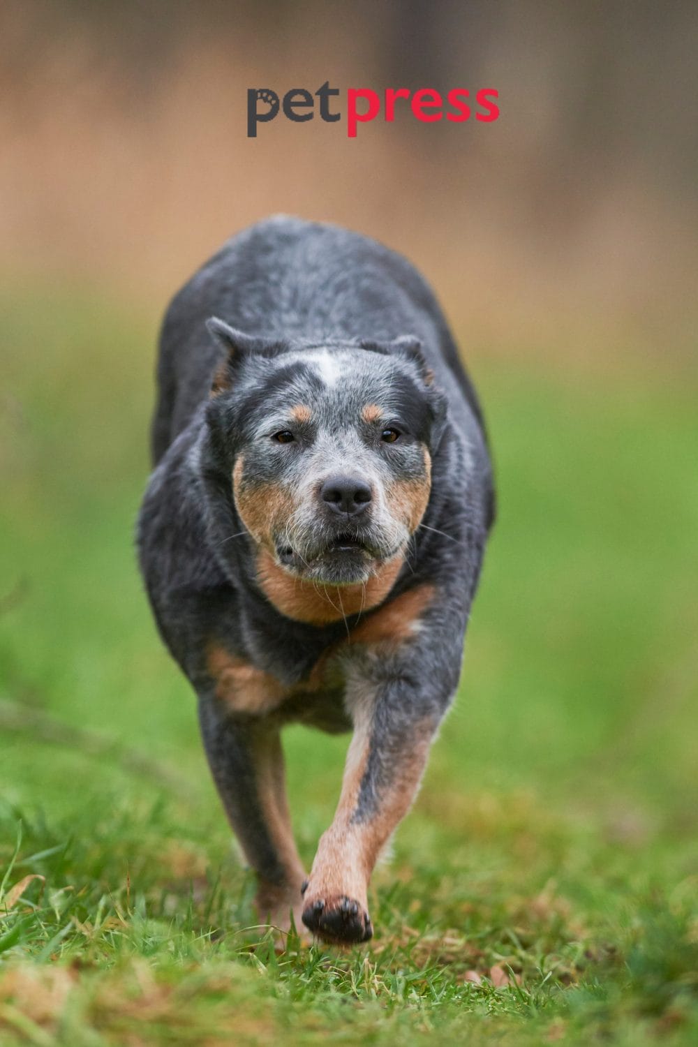 Guide 101: Learn the Australian Cattle Dog Exercise Needs