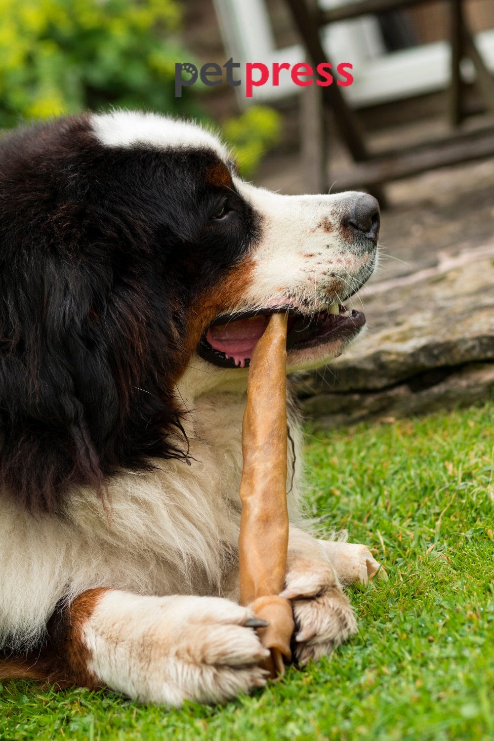 The Essential Guide to Bernese Mountain Dog Exercise - PetPress