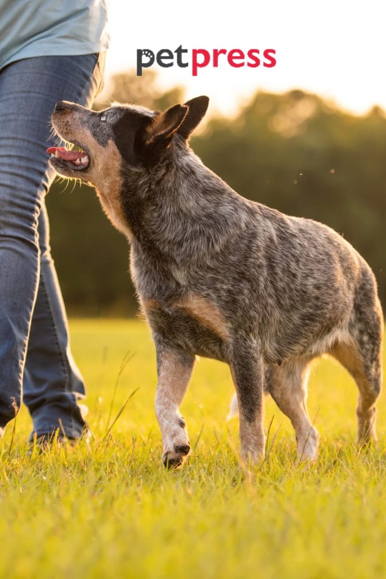 Cattle Dog Exercise Needs: From Couch Pup to Gym Hound