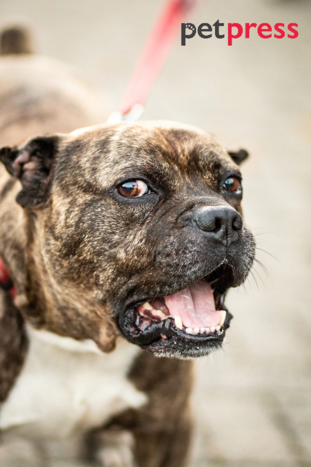 Best Strategy to Deal With Dominance Aggression in Dogs