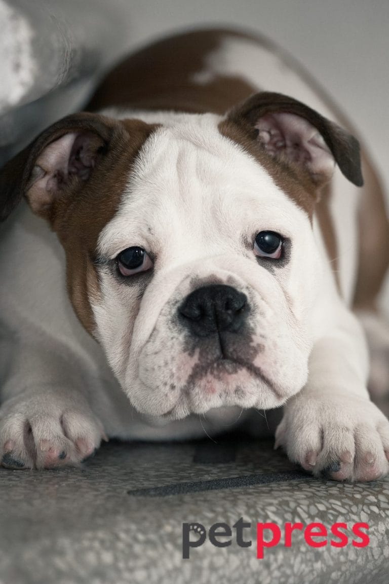 Submissive Dog Behavior: A Guide to Boost Their Confidence