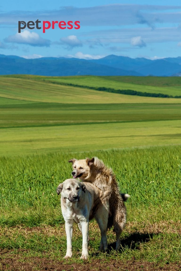 Dog Behavior Mounting: What You Must Know? - PetPress