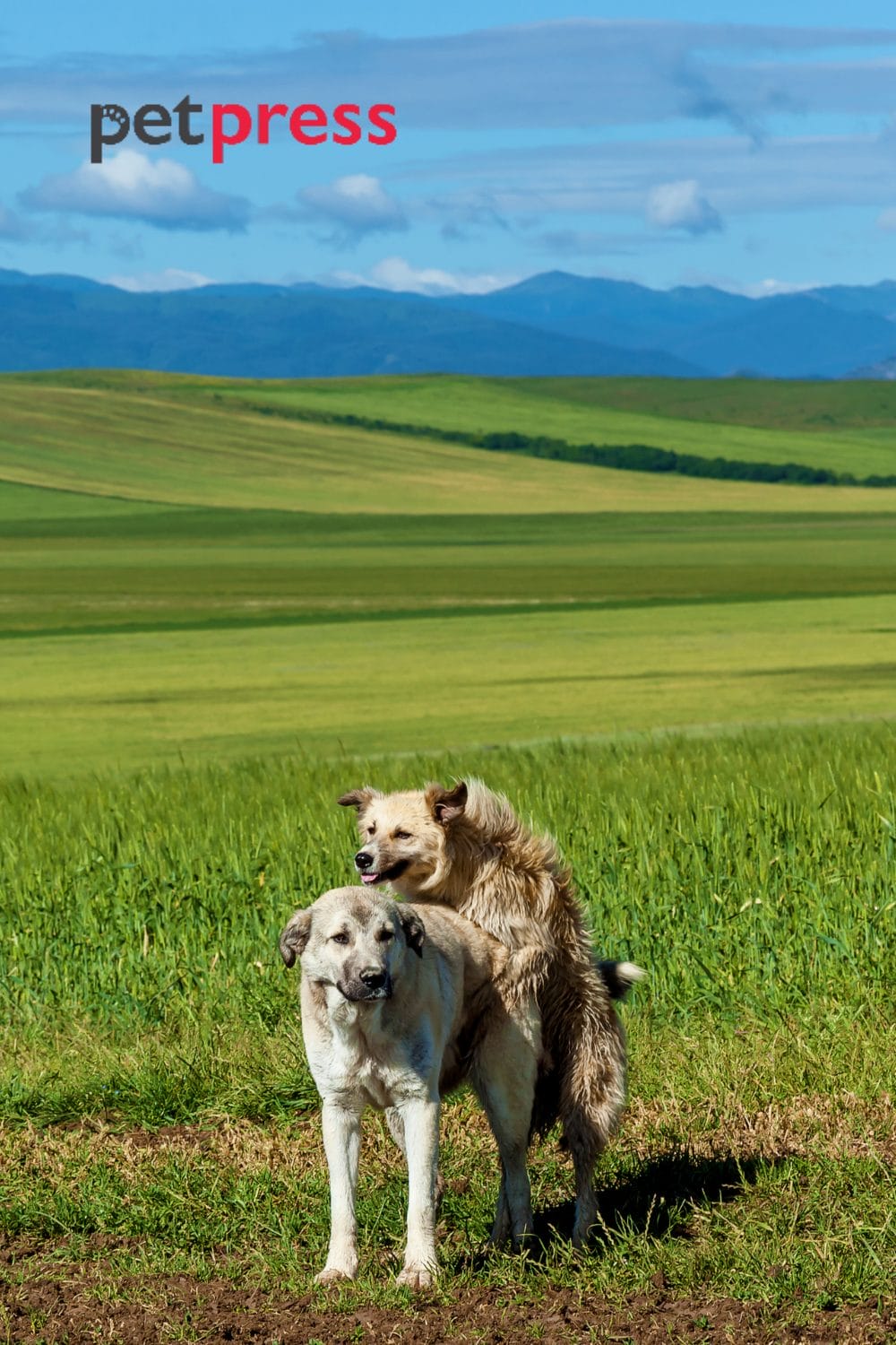 Dog Behavior Mounting: What You Must Know? - PetPress