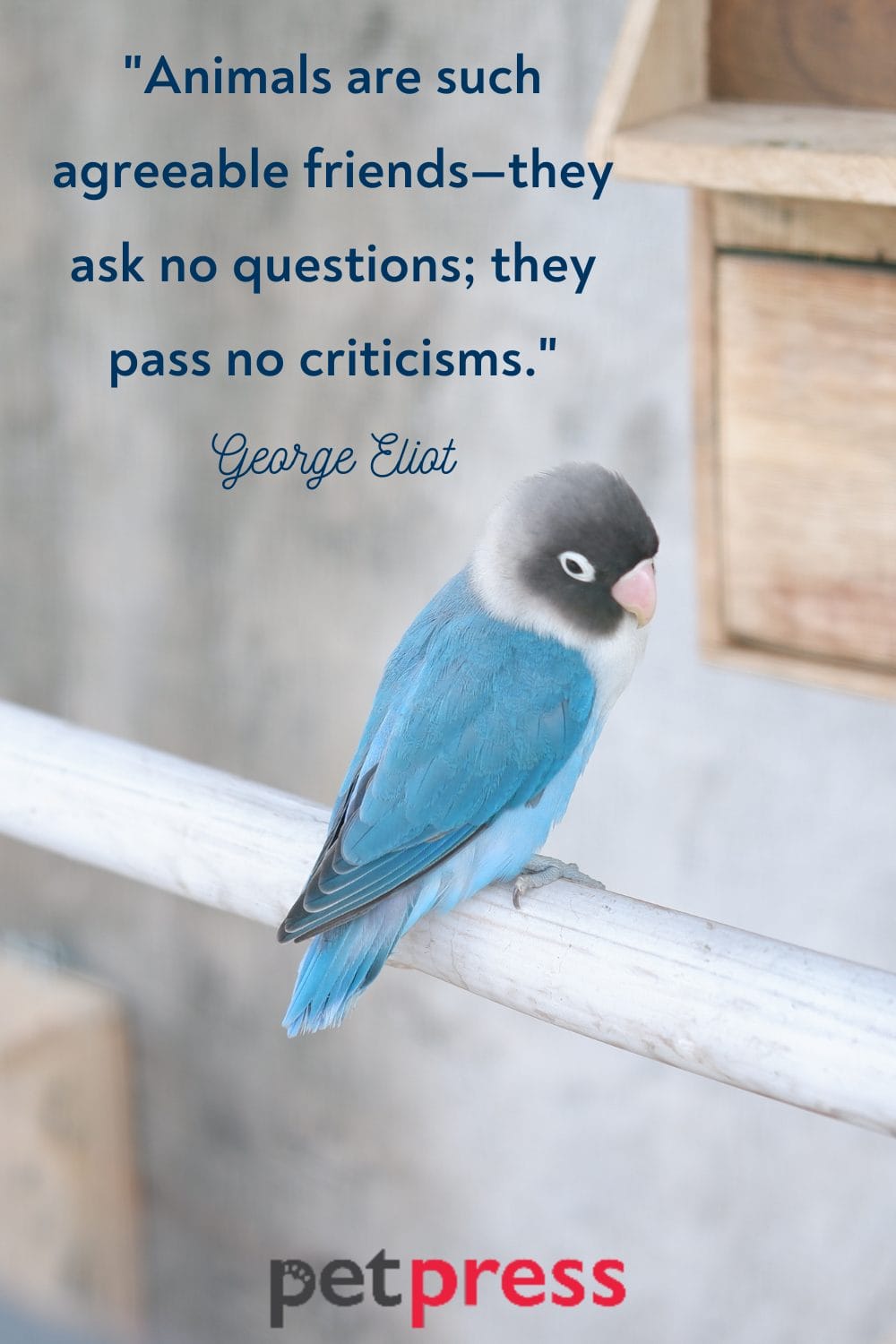 In Their Eyes: Top 50 Quotes on Showing Kindness to Animals