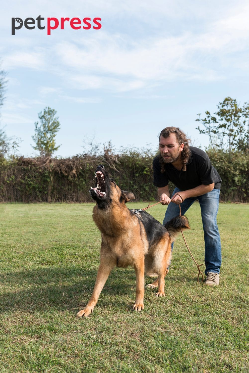 Territorial Aggression in Dogs: What You Must Know - PetPress
