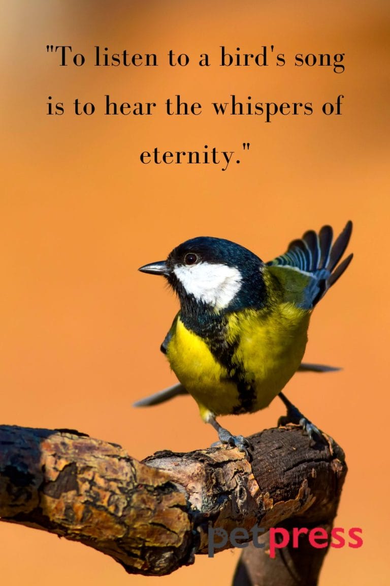50 Bird Tombstone Quotes: A Flight Into the Wisdom of Life