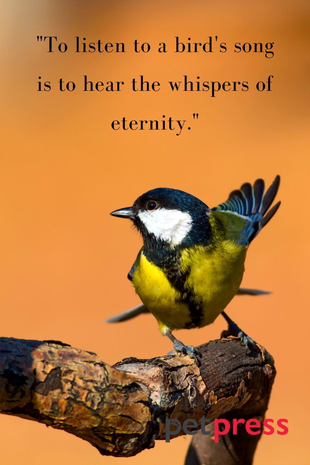 50 Bird Tombstone Quotes: A Flight Into the Wisdom of Life