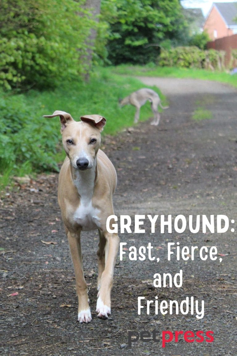 Growing Old Together: The Top 10 Best Large Dogs for Seniors