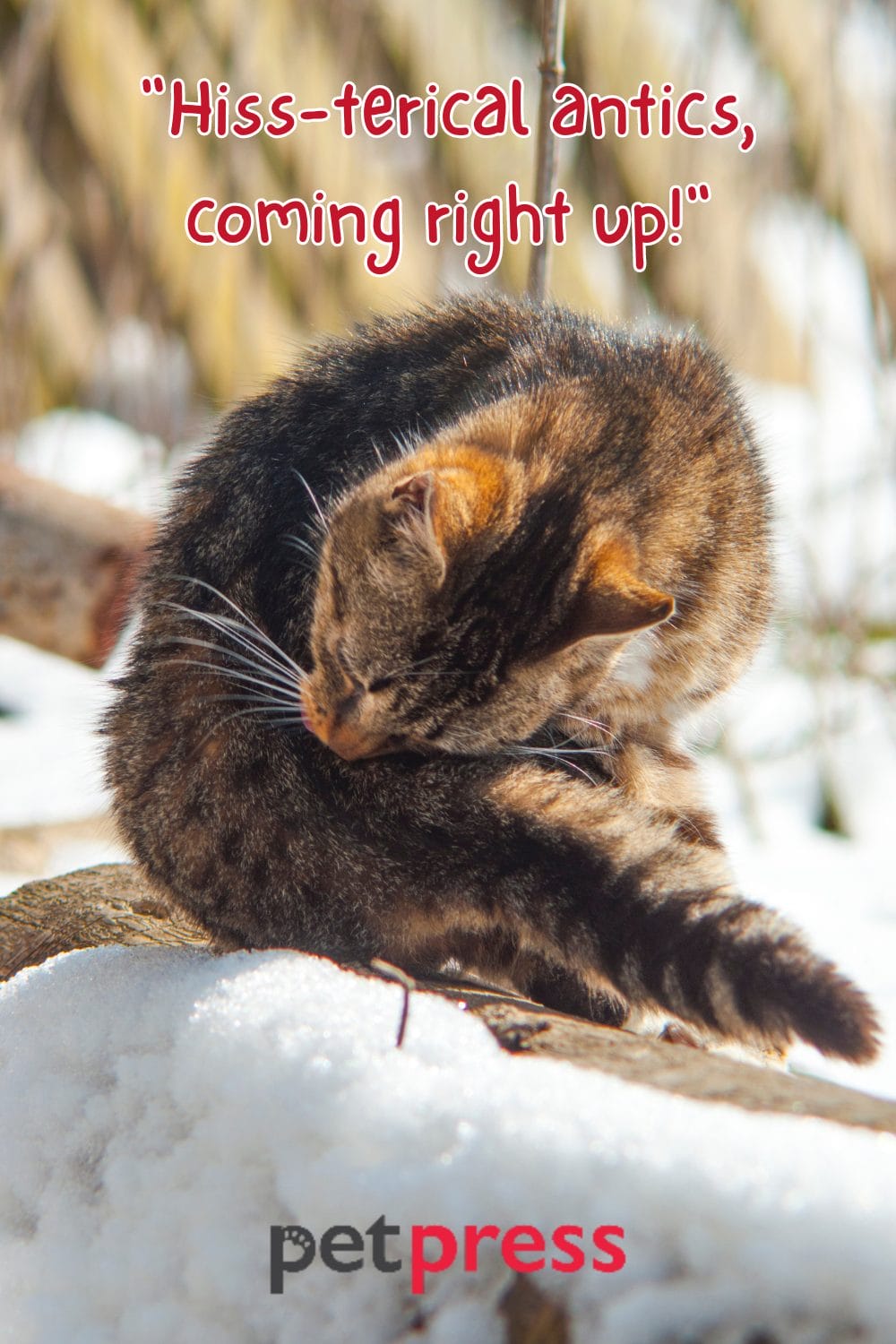 Furry Comedians: 200+ Best Funny Cat Captions for Instagram