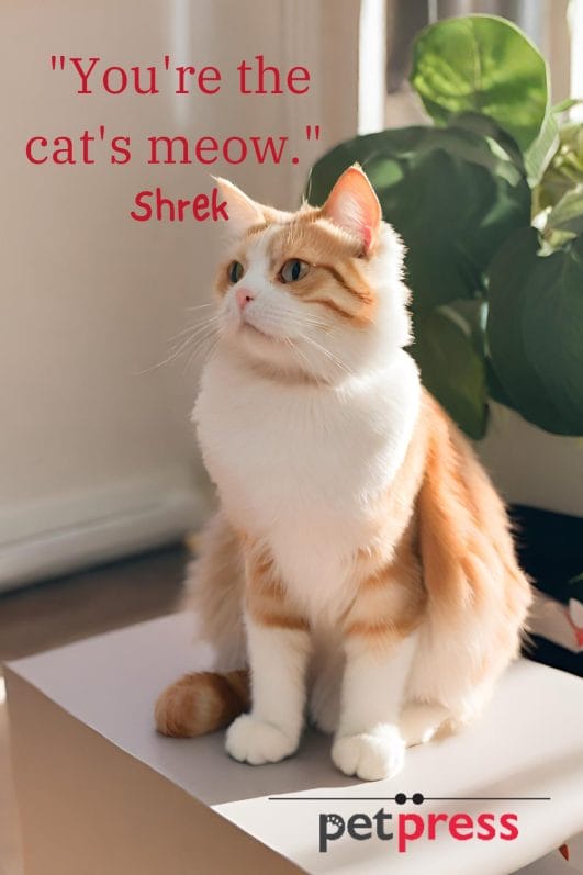 150 Best Cat Instagram Captions for Every Furry Photo Moment