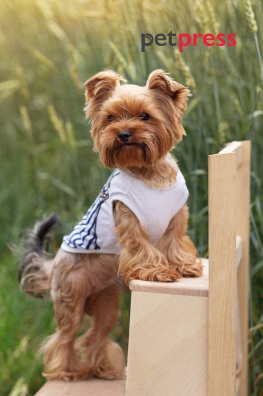 Yorkie Behavior Issues: Explore and Resolve Common Problems