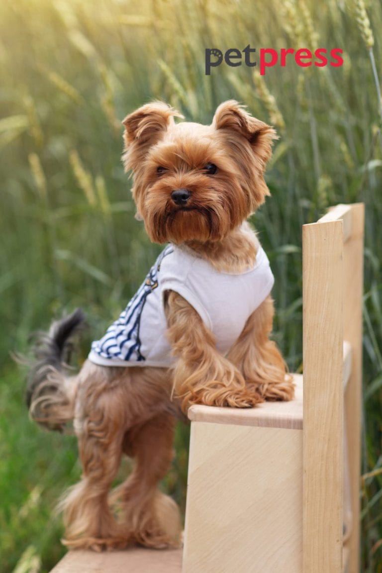 Yorkie Behavior Issues: Explore and Resolve Common Problems