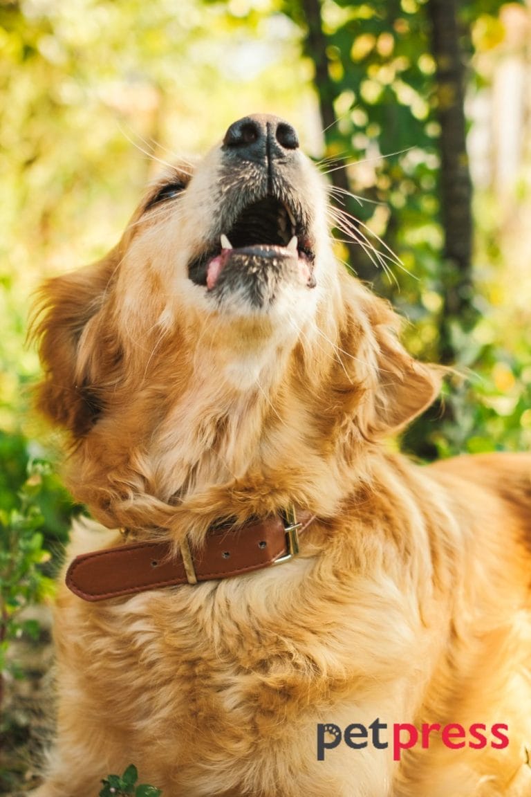 8 Proven Techniques on How to Stop Howling Dogs at Night