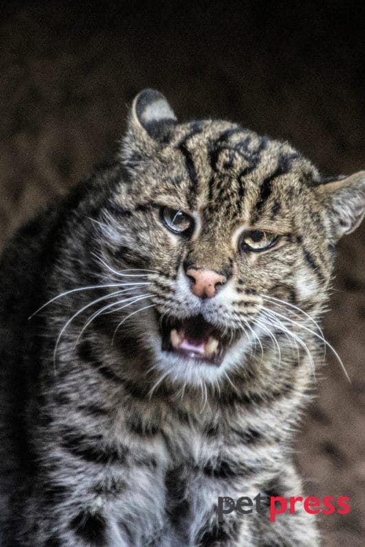 Feline Talk: Discover the Cat Vocal Sounds and their Meaning