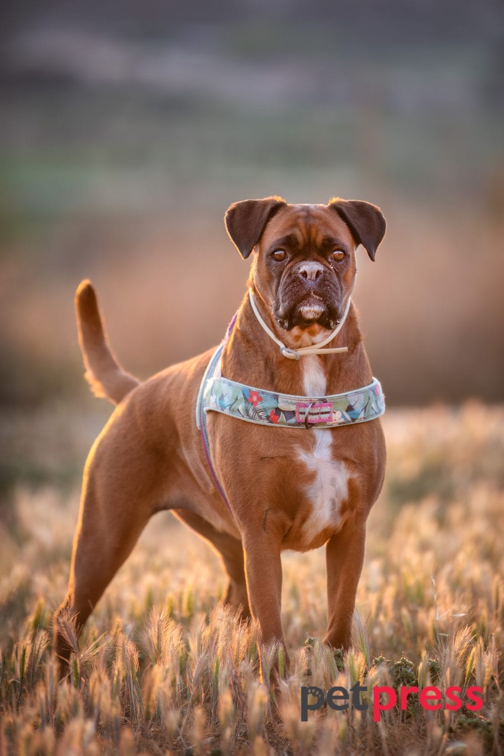 Boxer Dog Exercise: The Ultimate Guide to a Healthy Canine