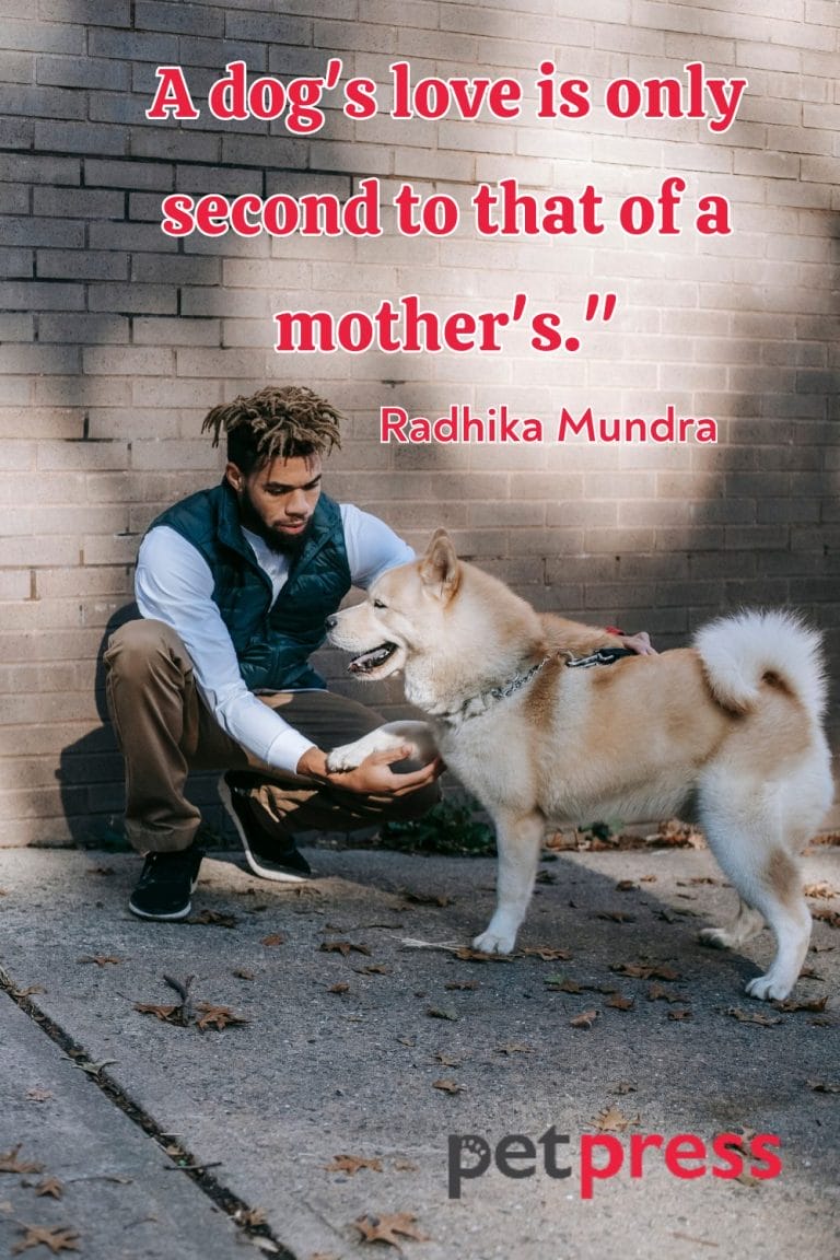 50 Best Dog Tombstone Quotes That Can Melt Your Heart