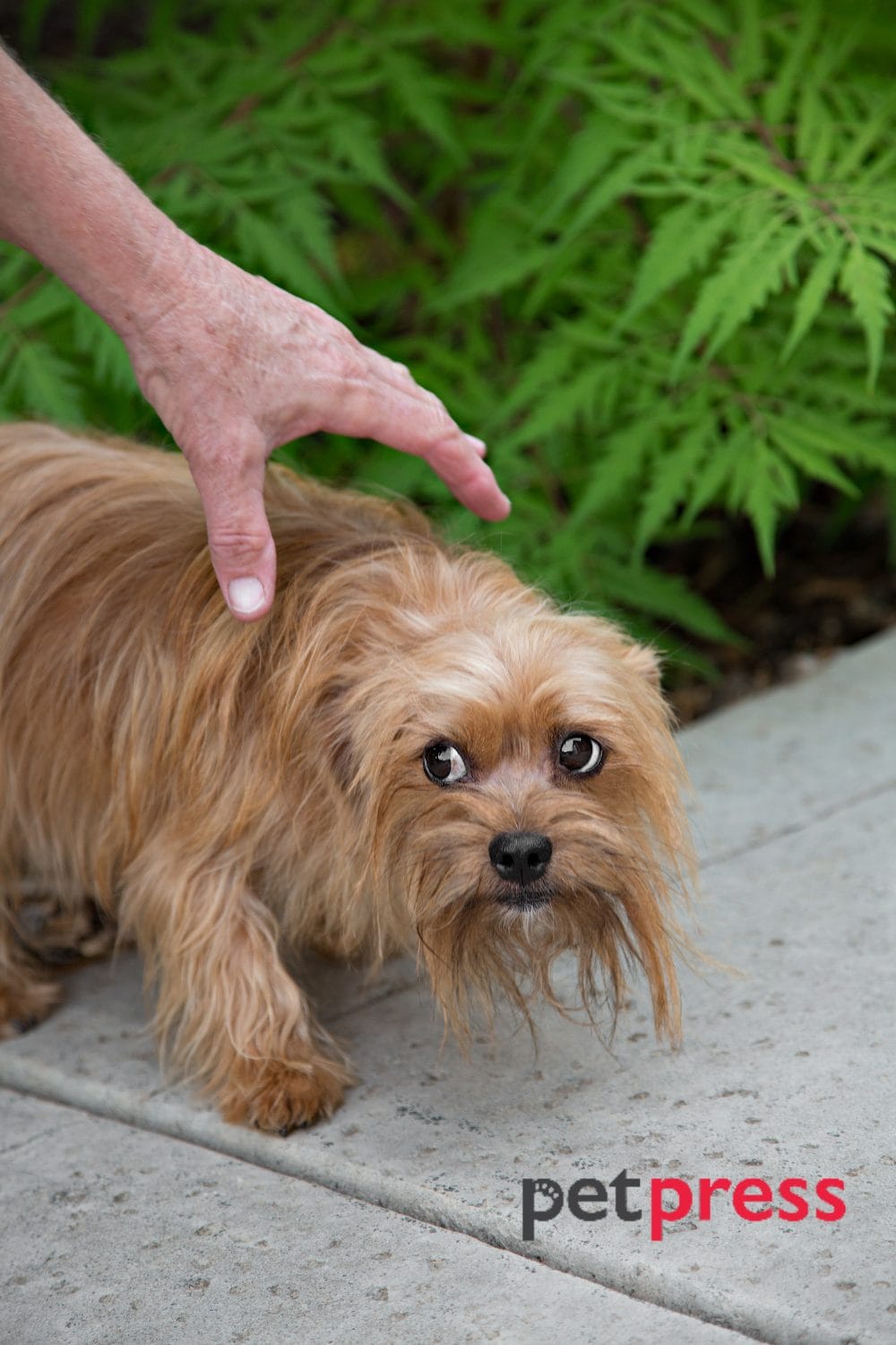 Submissive Dog Behavior: A Guide to Boost Their Confidence