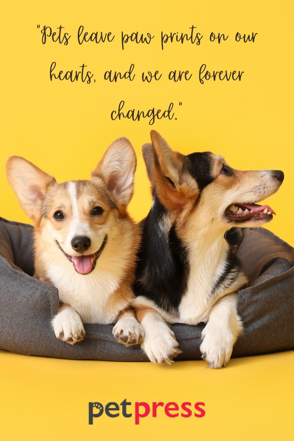 Quotes for Pet Sympathy Cards: A Journey Towards Wisdom