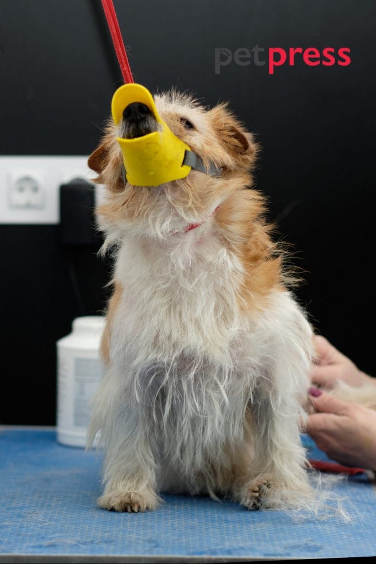 Territorial Aggression in Dogs: What You Must Know - PetPress