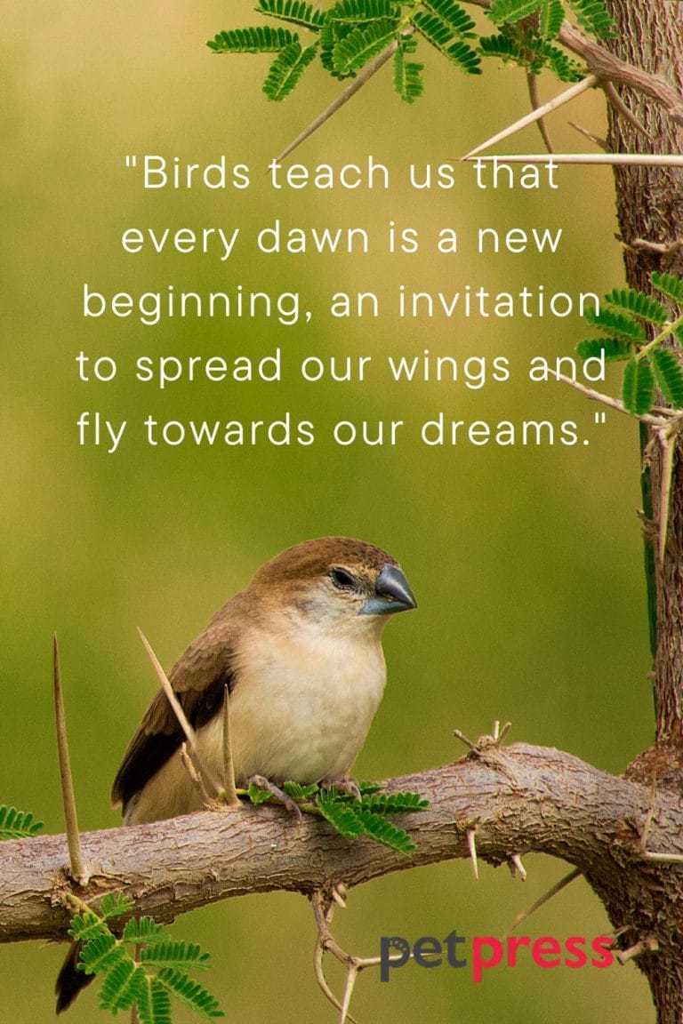 50 Bird Tombstone Quotes: A Flight Into the Wisdom of Life