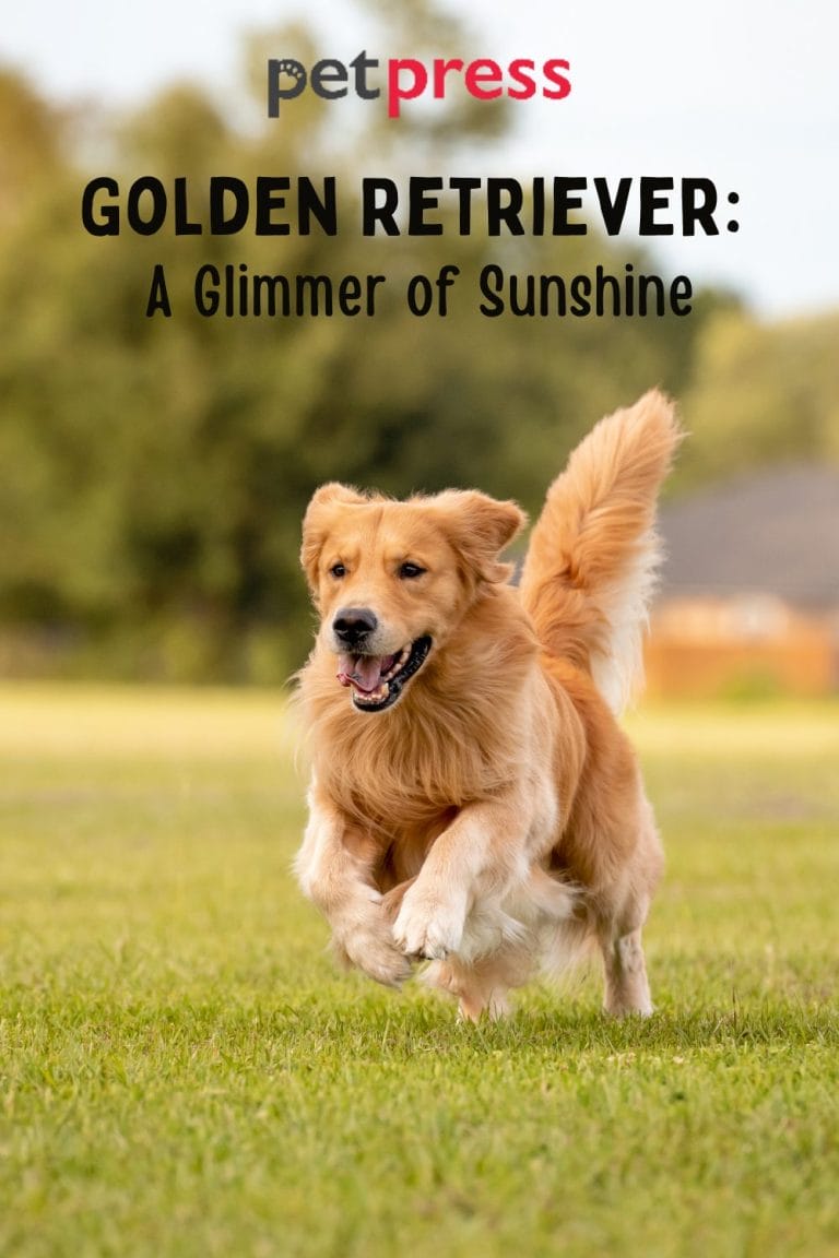 Growing Old Together: The Top 10 Best Large Dogs for Seniors