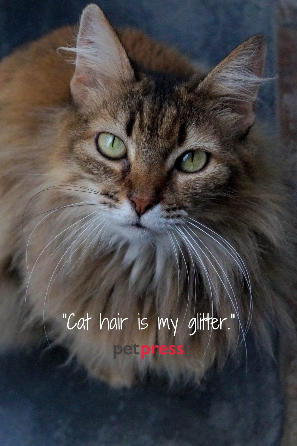 Furry Comedians: 200+ Best Funny Cat Captions for Instagram