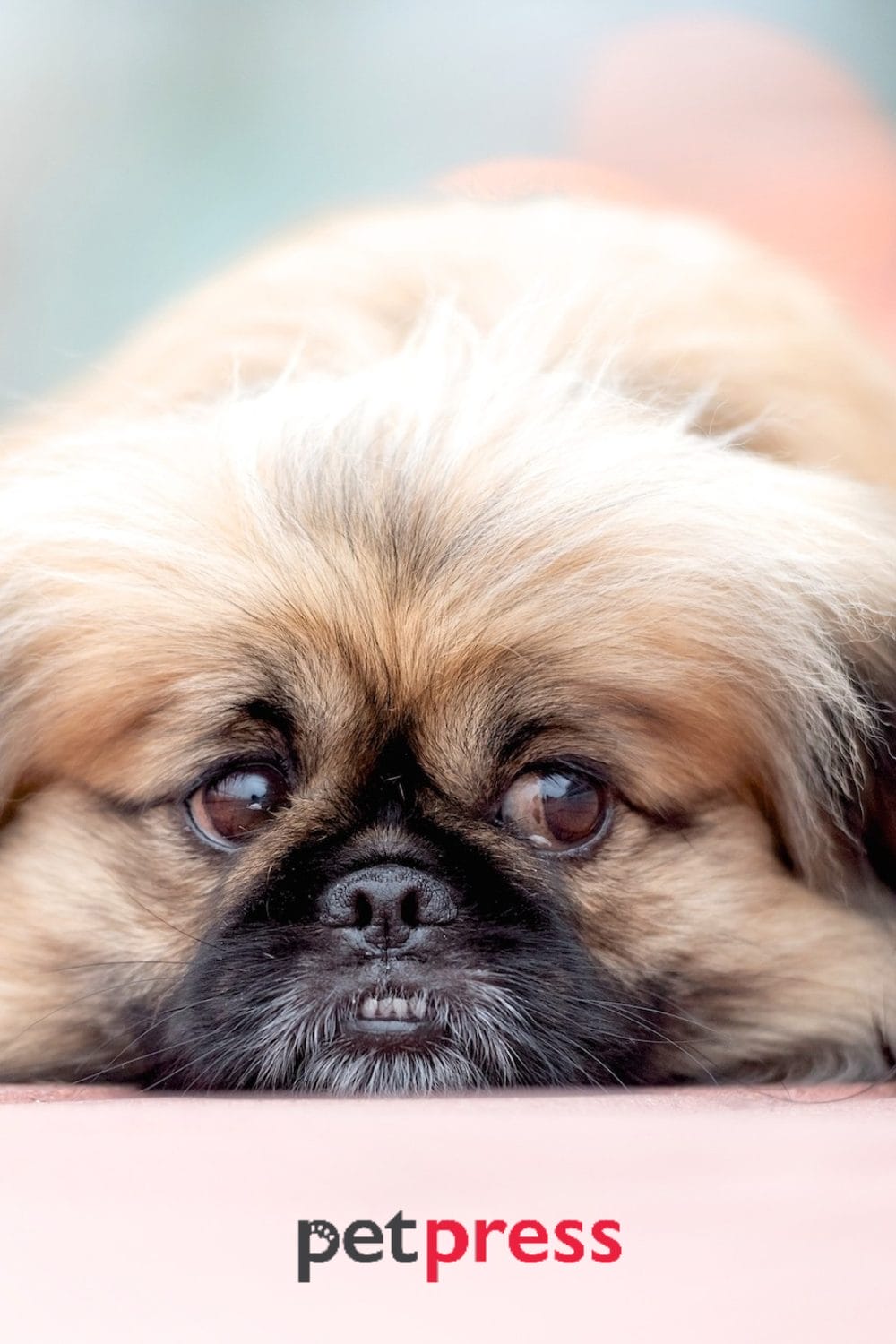 Head Pressing in Senior Dogs: When Should You Be Concerned?