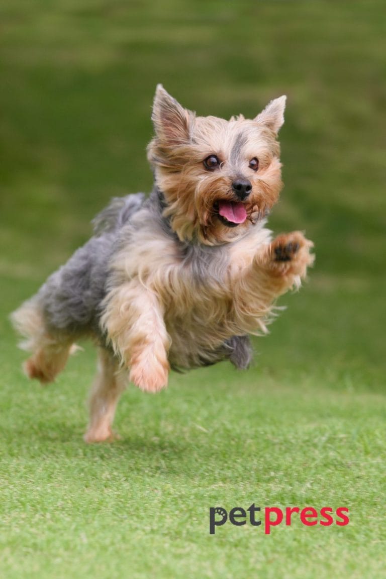 Yorkie Behavior Issues: Explore and Resolve Common Problems