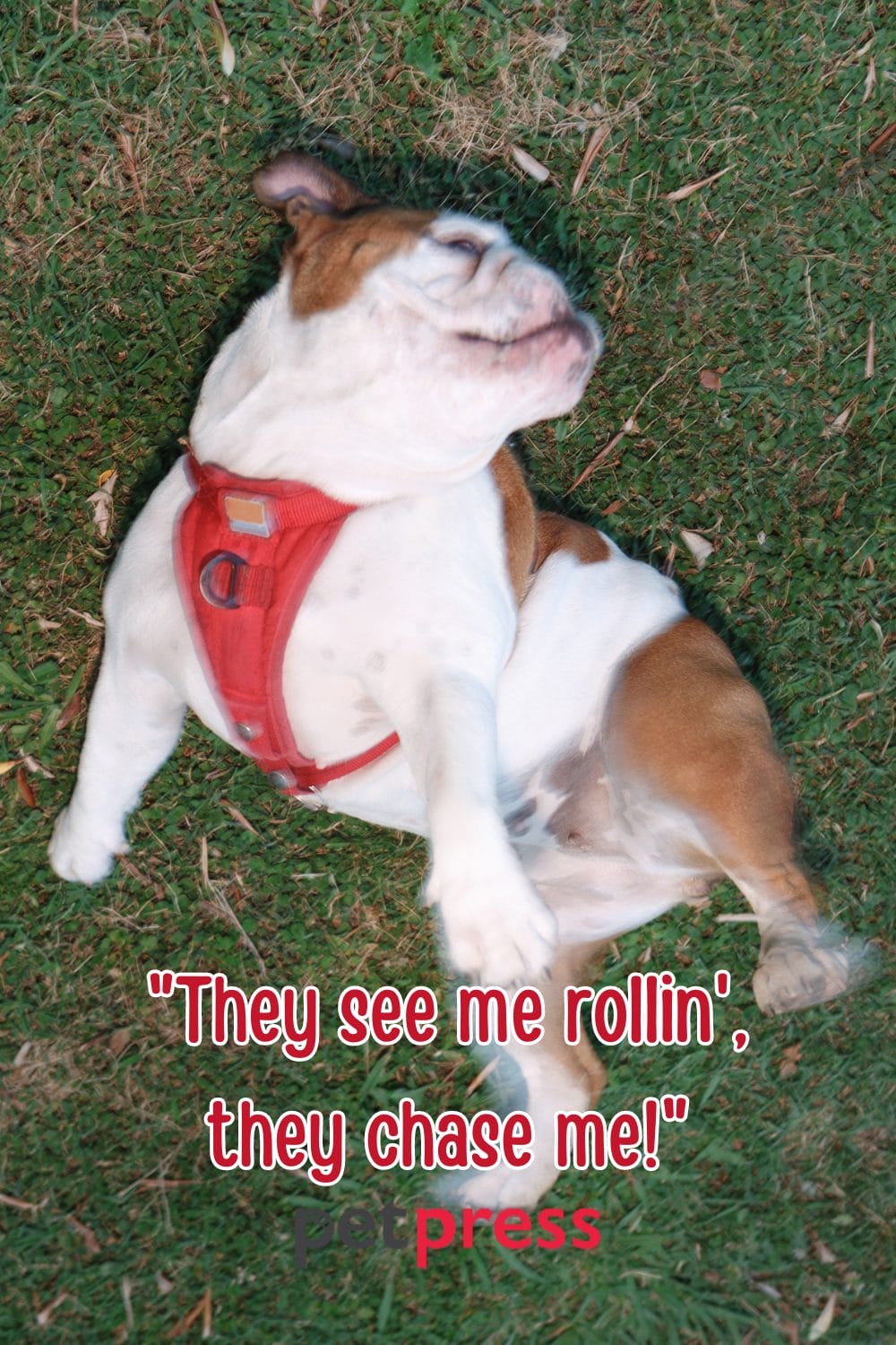 Canine Comedy: Top 150 Funny Dog Captions for Instagram