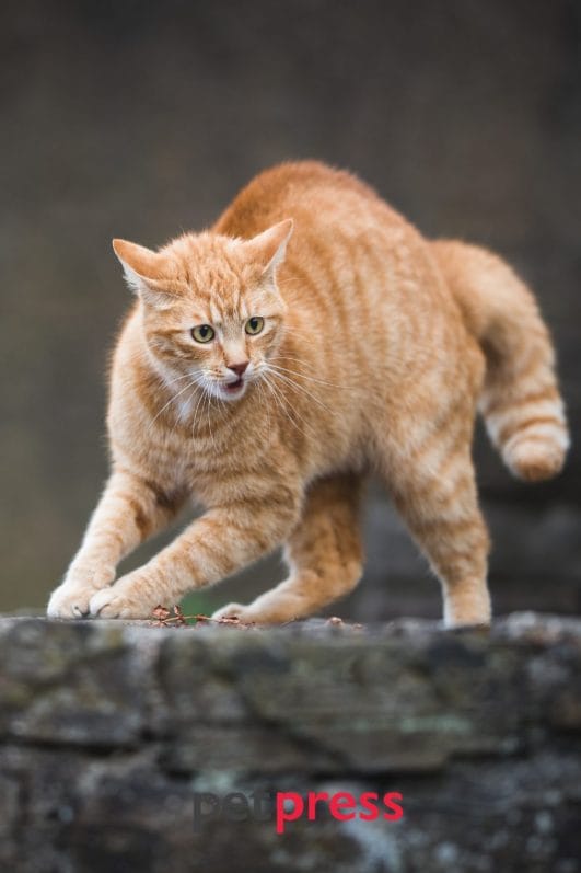 Feline Talk: Discover the Cat Vocal Sounds and their Meaning