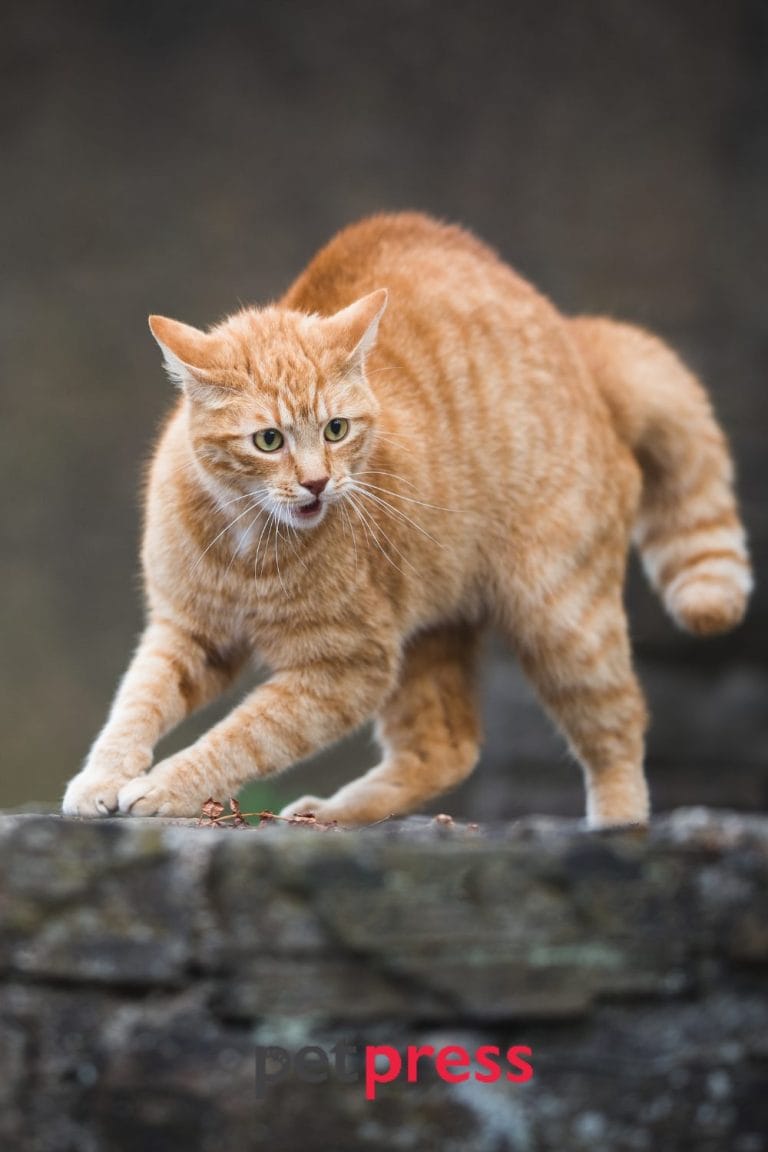 Feline Talk: Discover the Cat Vocal Sounds and their Meaning