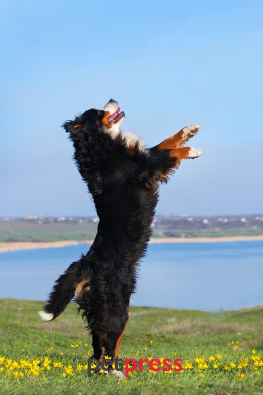 The Essential Guide to Bernese Mountain Dog Exercise - PetPress