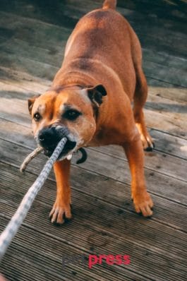 Boxer Dog Exercise: The Ultimate Guide to a Healthy Canine