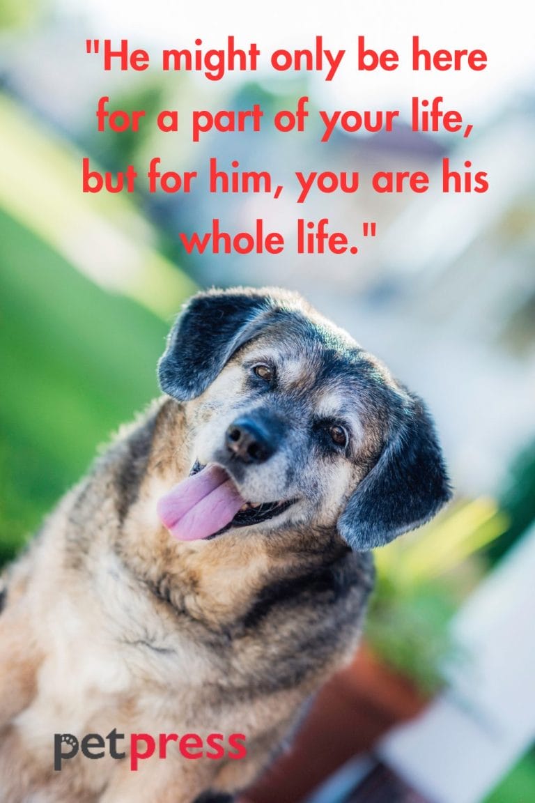 50 Best Dog Tombstone Quotes That Can Melt Your Heart
